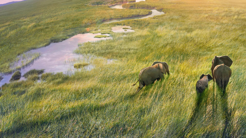 BBC Earth arrive sur Samsung TV Plus en France : un nouveau souffle ...